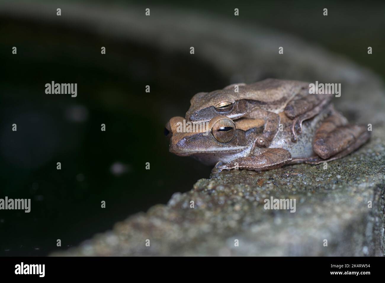 two common bush frogs clinging onto each other Stock Photo - Alamy
