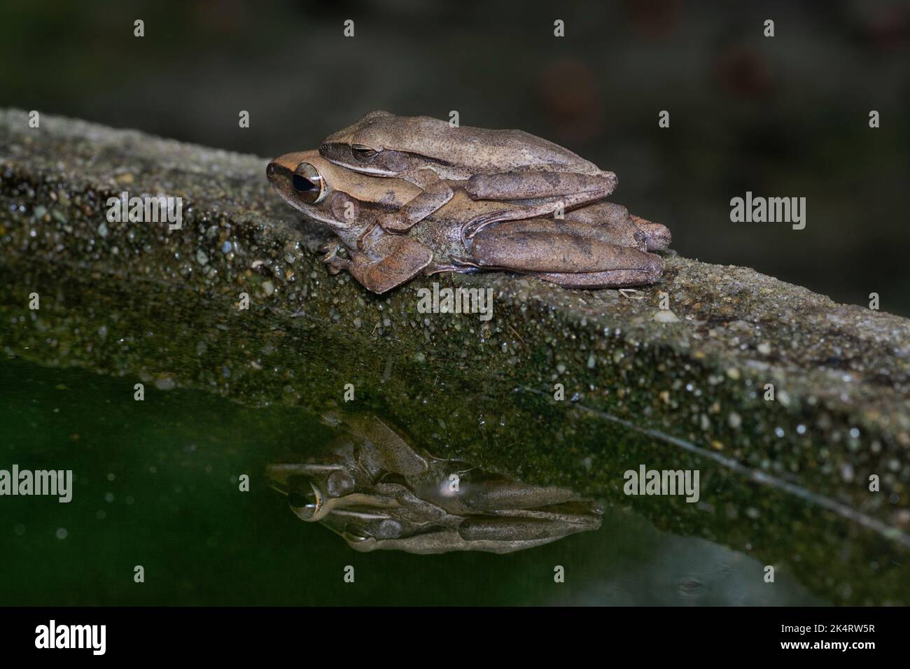 two common bush frogs clinging onto each other Stock Photo - Alamy