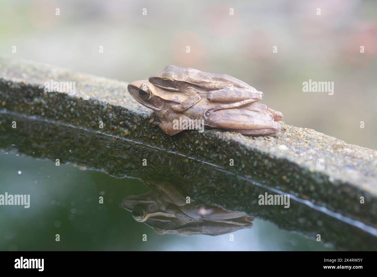 two common bush frogs clinging onto each other Stock Photo - Alamy