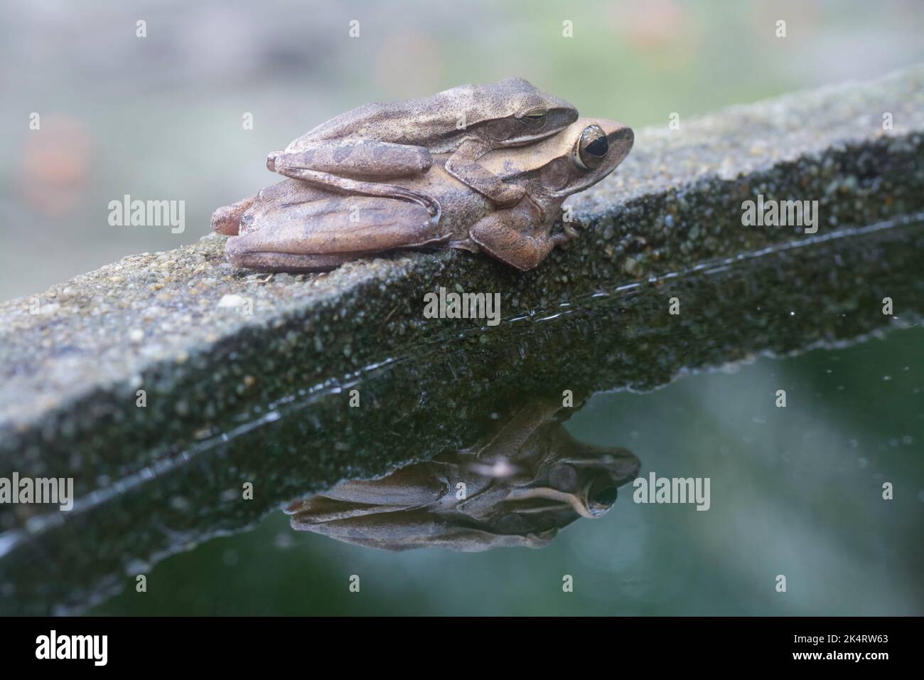 two common bush frogs clinging onto each other Stock Photo - Alamy