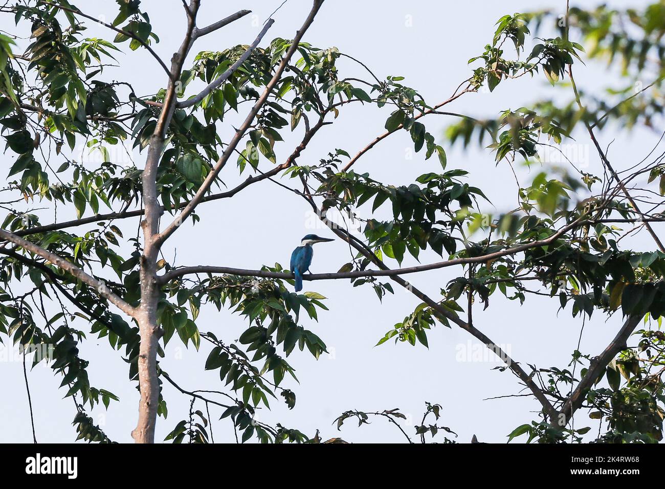 Bulacan Province, Philippines. 4th Oct, 2022. A kingfisher is seen in ...