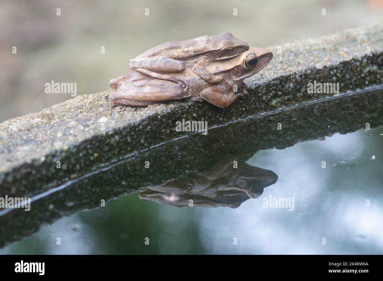 two common bush frogs clinging onto each other Stock Photo - Alamy