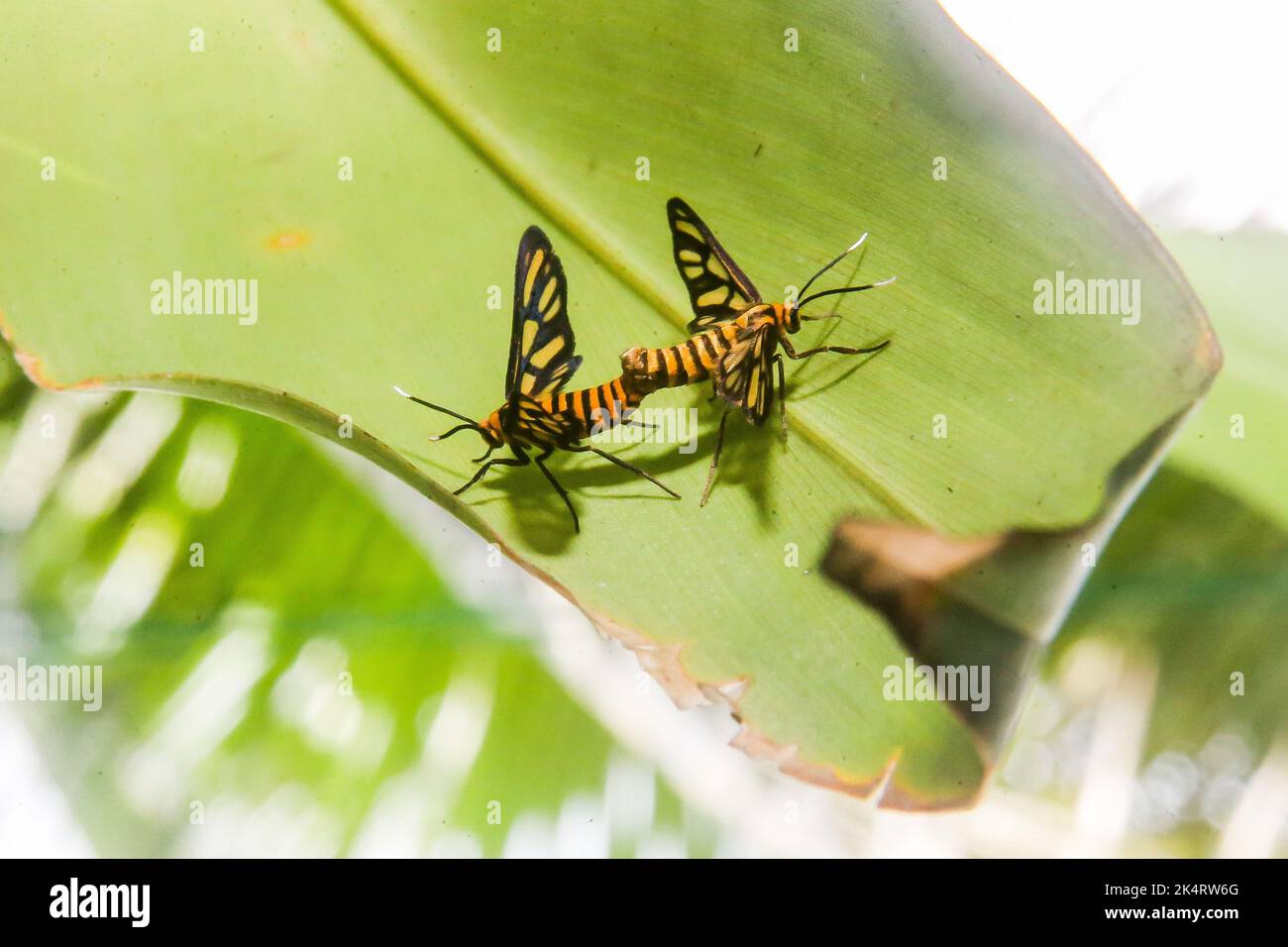 Bulacan Province, Philippines. 4th Oct, 2022. Wasp moths are seen in ...