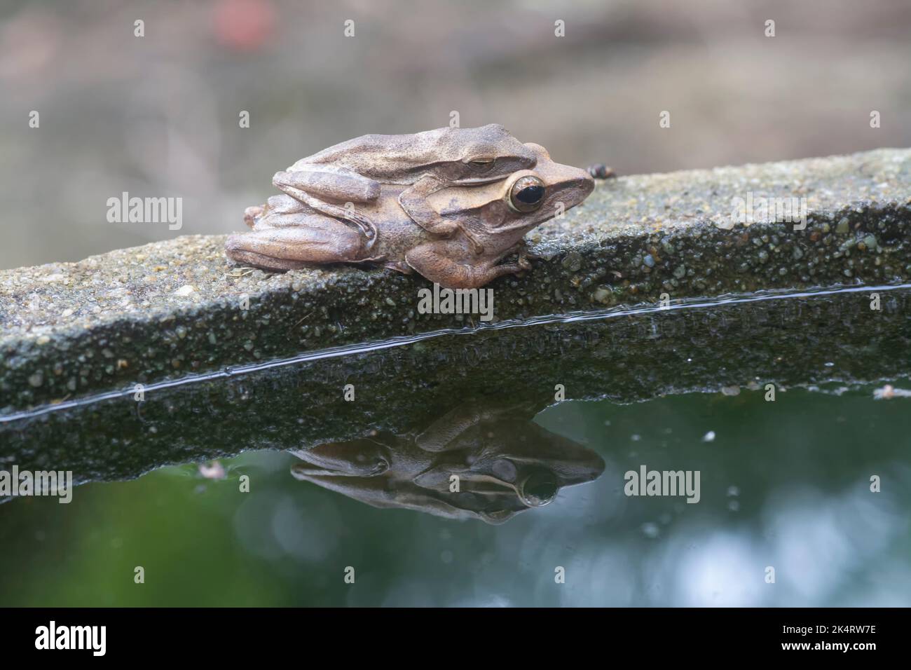 two common bush frogs clinging onto each other Stock Photo - Alamy