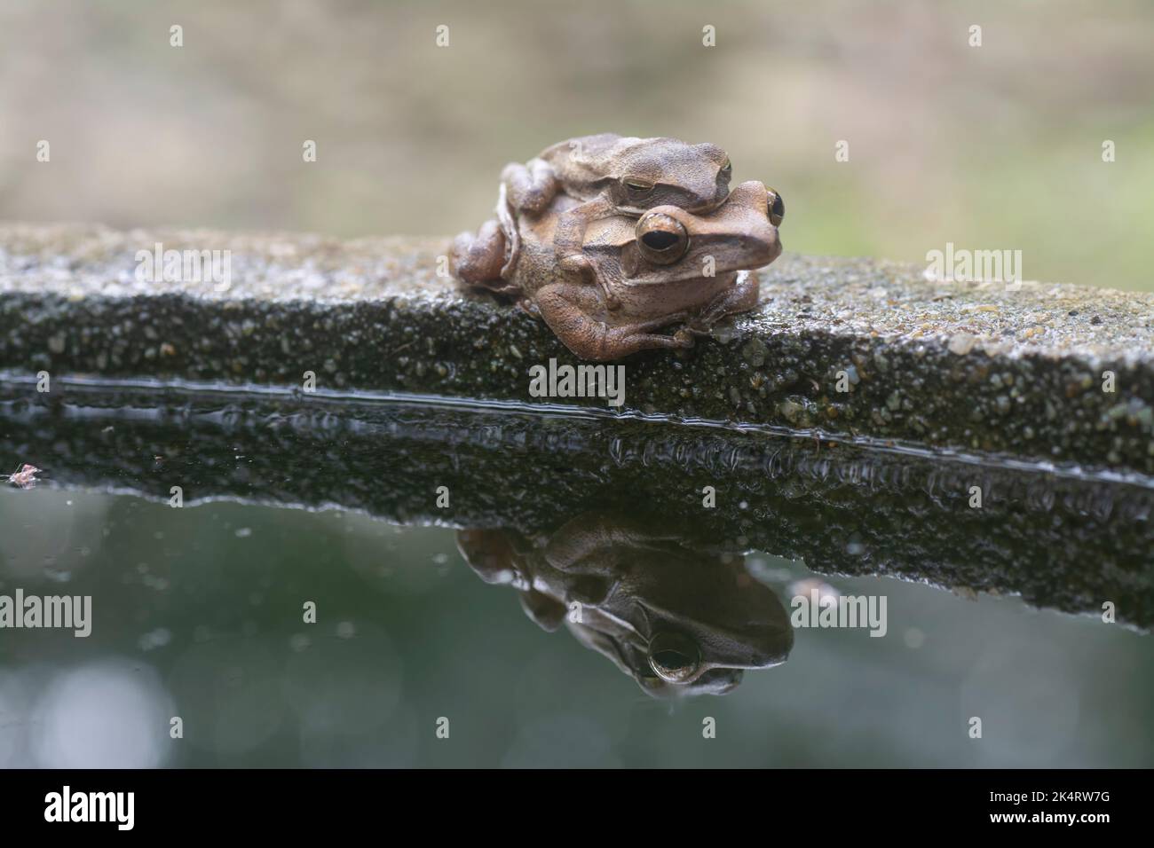 two common bush frogs clinging onto each other Stock Photo - Alamy