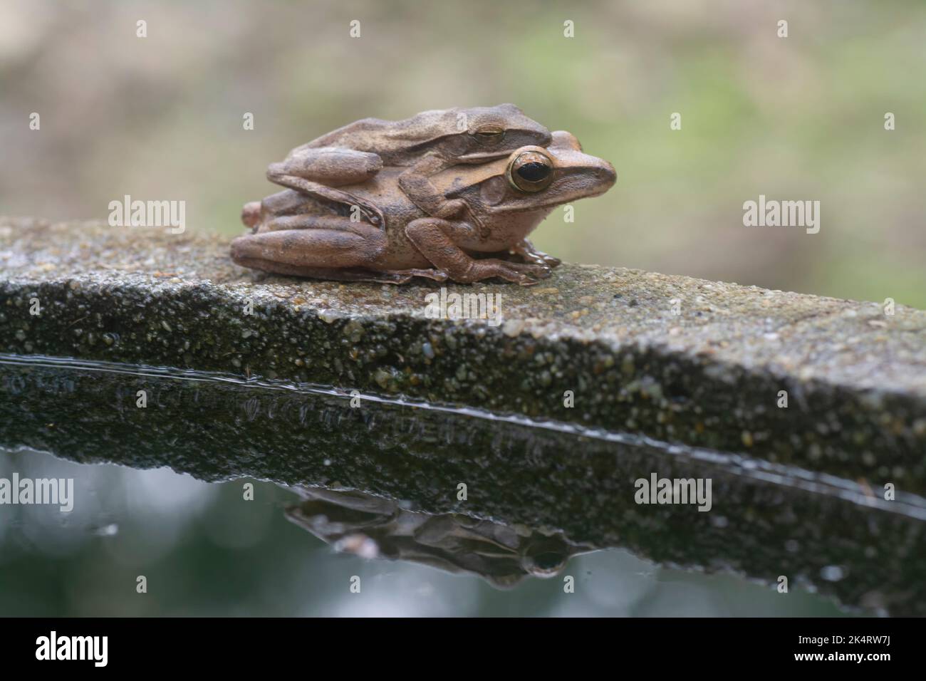 two common bush frogs clinging onto each other Stock Photo - Alamy