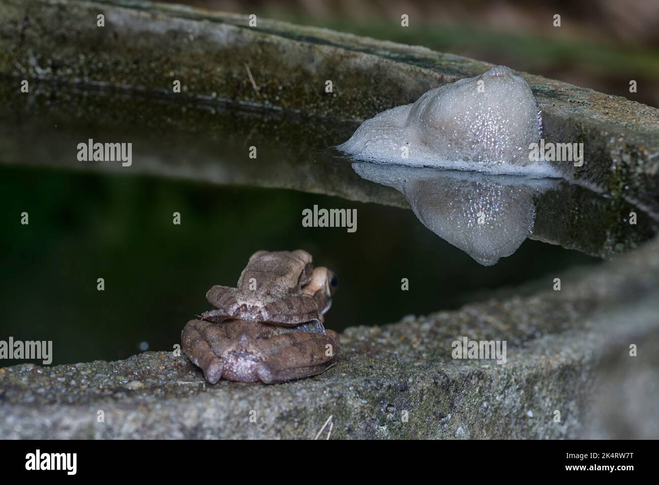 two common bush frogs clinging onto each other Stock Photo - Alamy