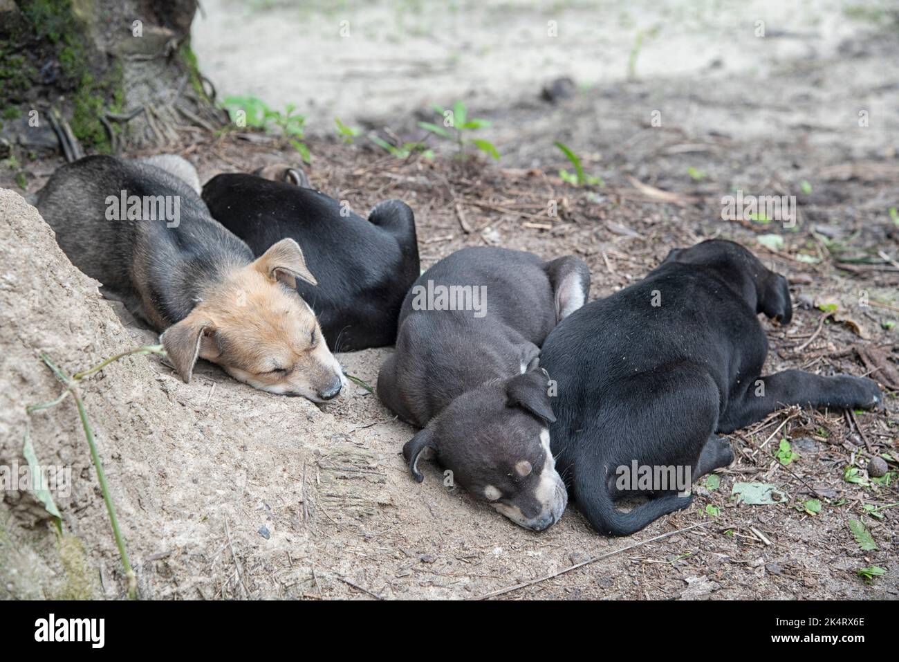 activity of wild dogs at the forest Stock Photo - Alamy
