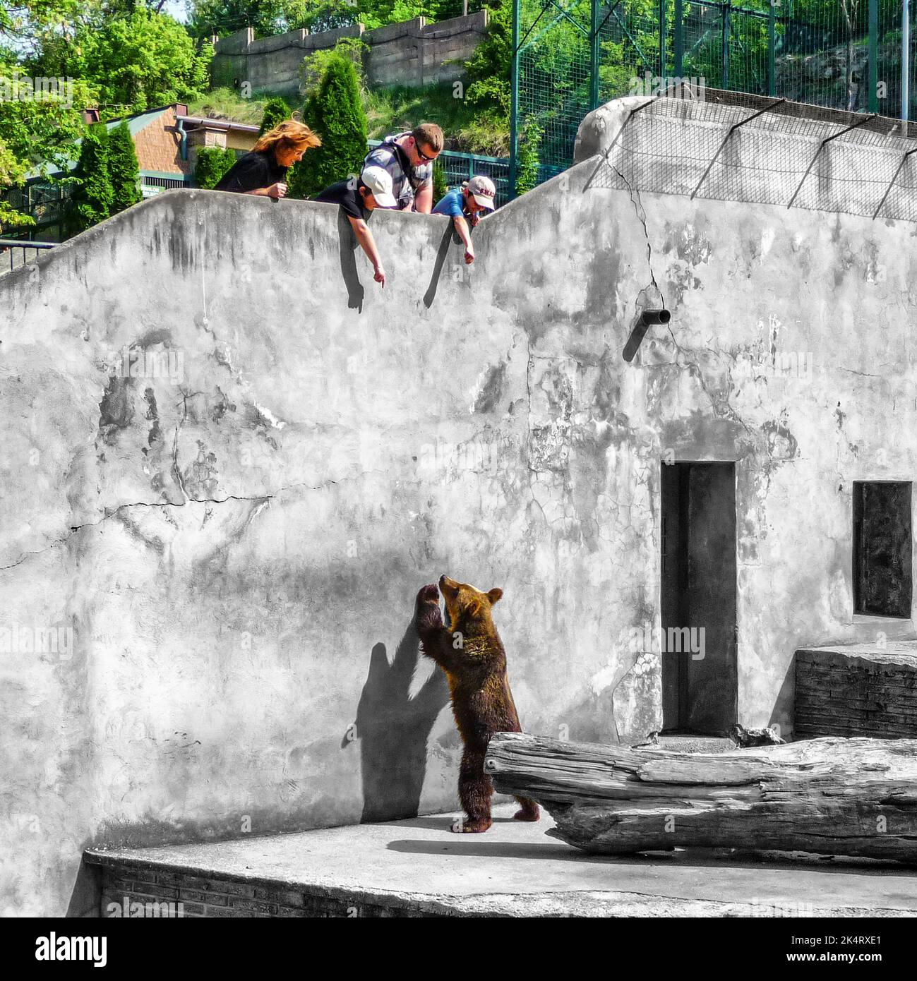 Man bear cage hi-res stock photography and images - Alamy