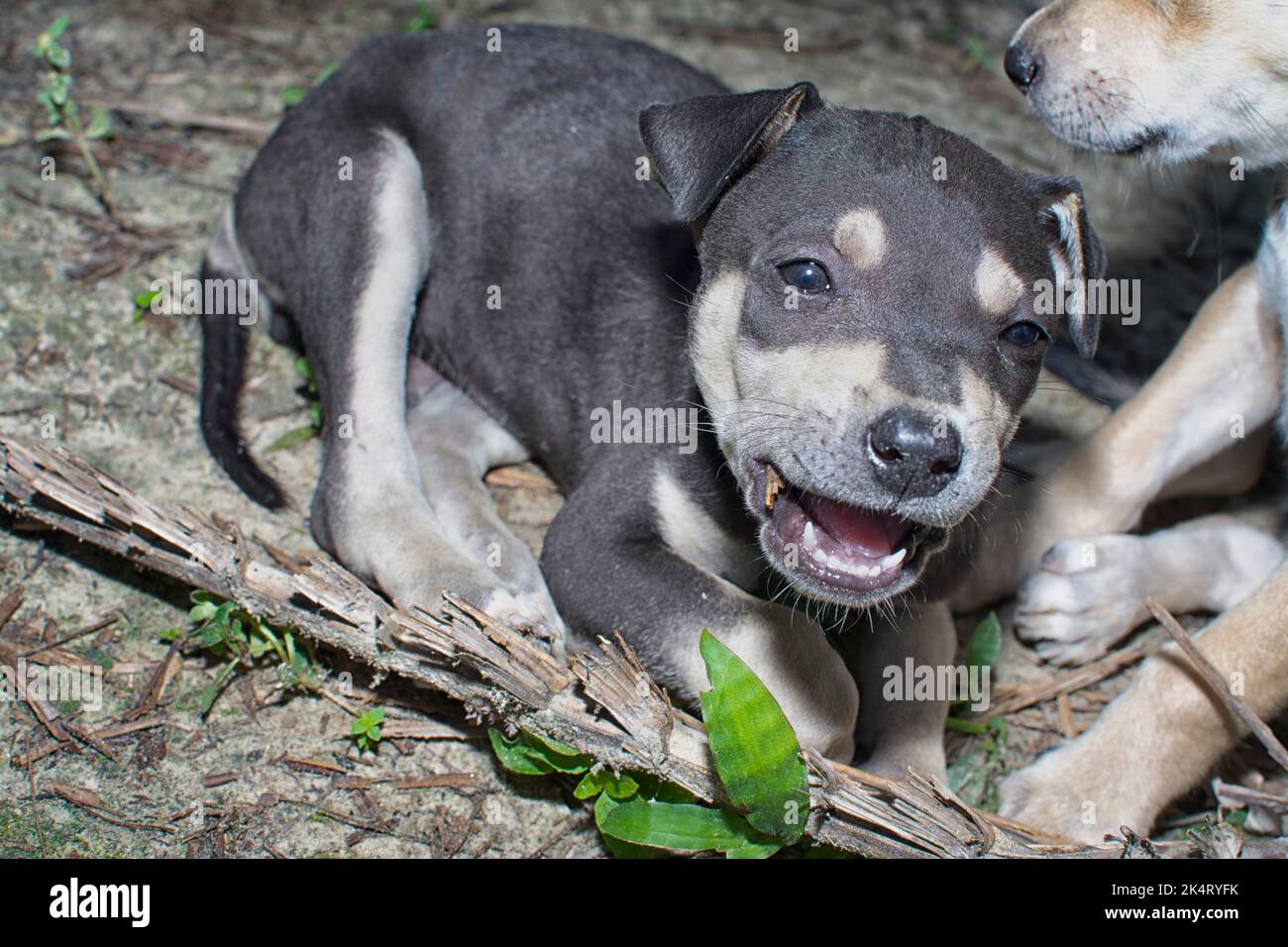activity of wild dogs at the forest Stock Photo - Alamy