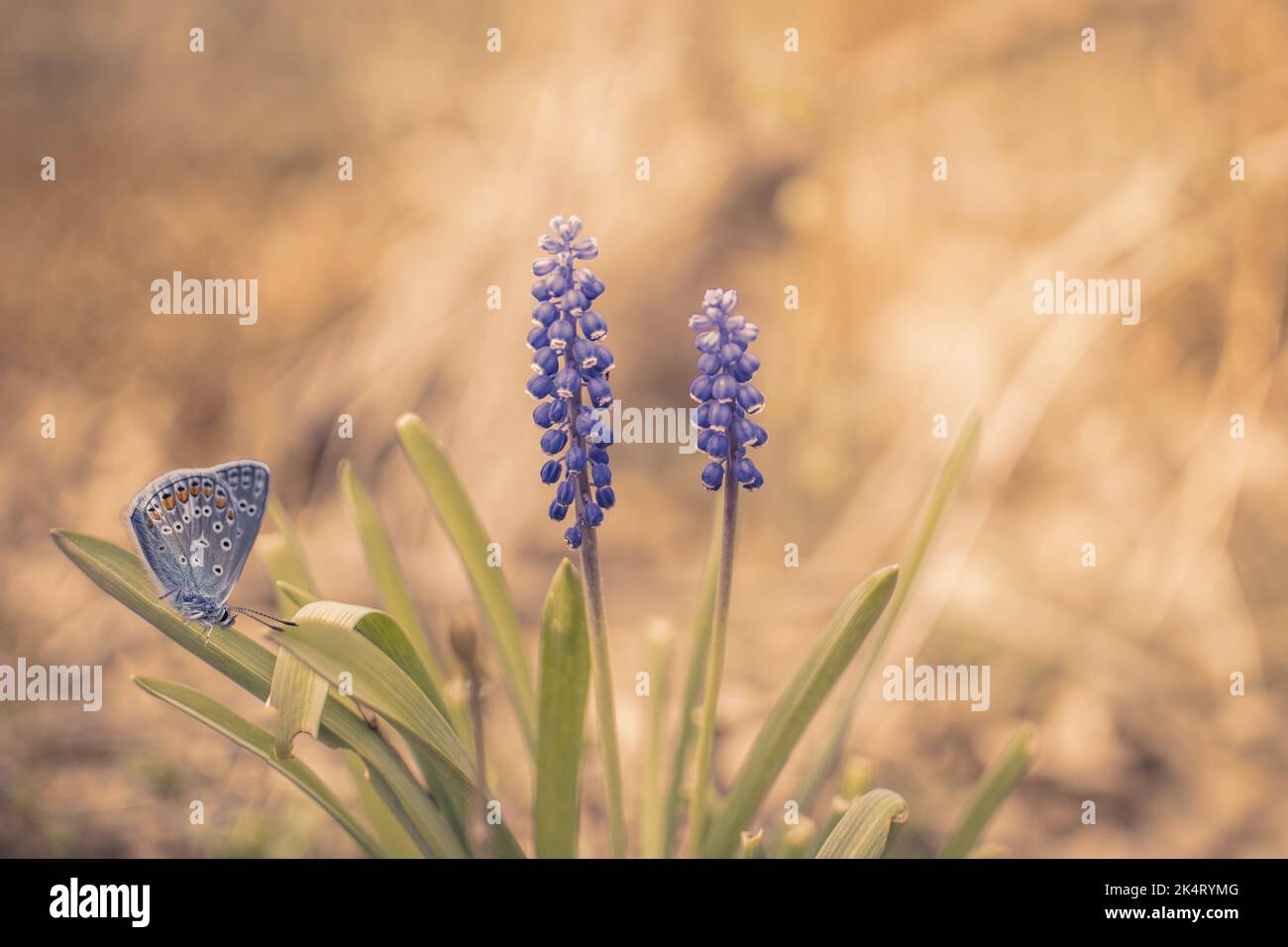 Flower and butterfly in a fairy-tale photo Stock Photo - Alamy