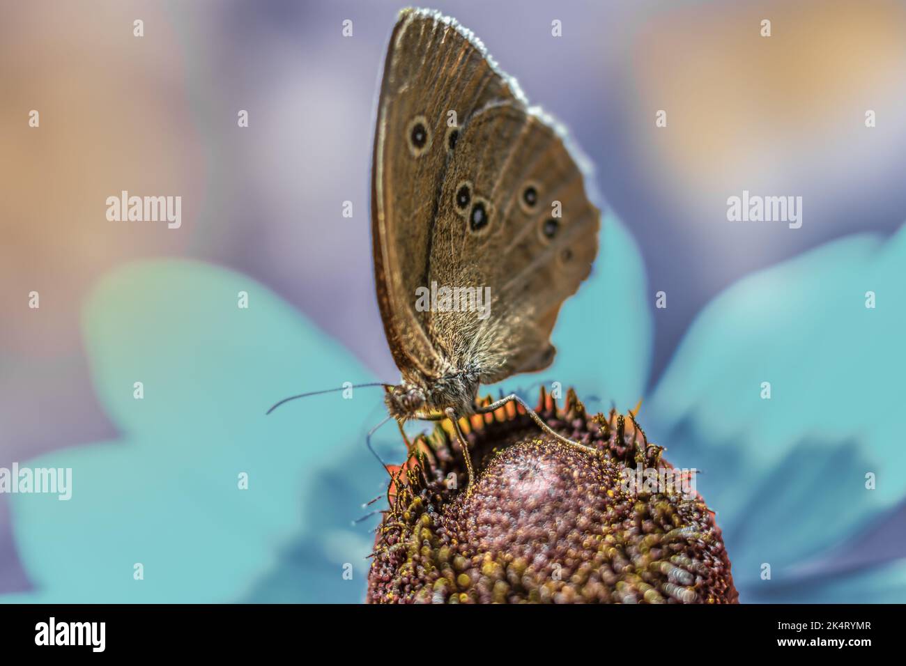 Flower and butterfly in a fairy-tale photo Stock Photo - Alamy