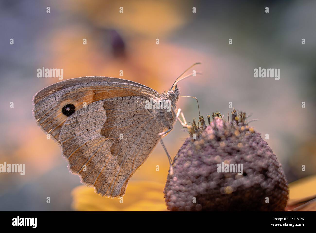 Flower and butterfly in a fairy-tale photo Stock Photo - Alamy