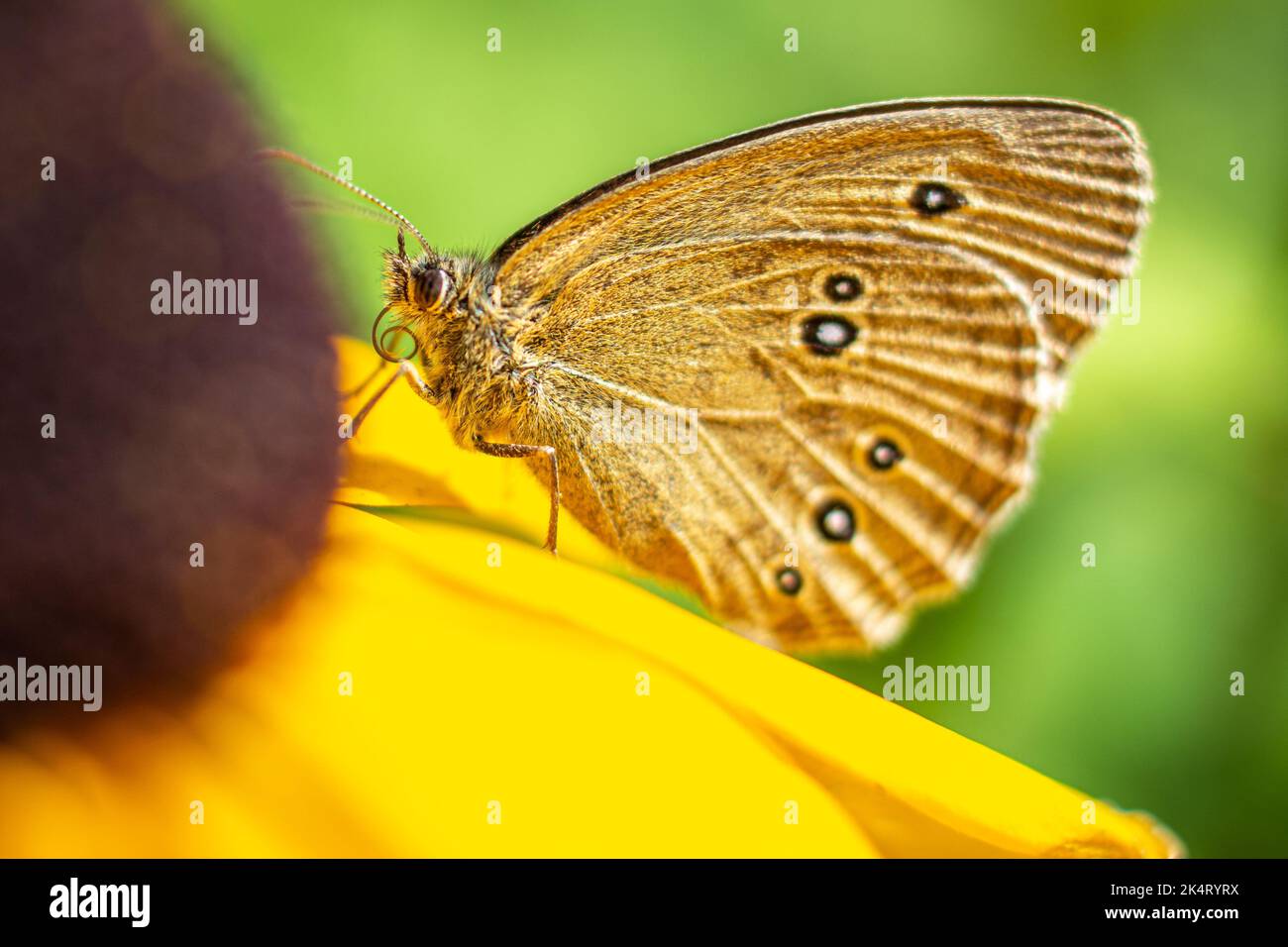 Flower and butterfly in a fairy-tale photo Stock Photo - Alamy