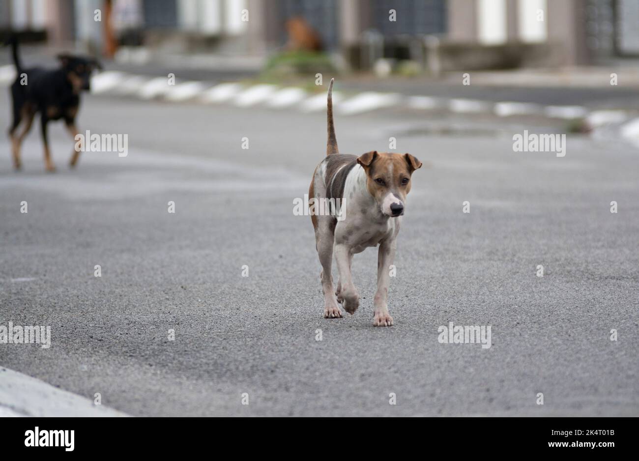 everyday activities of stray dogs on the street Stock Photo - Alamy