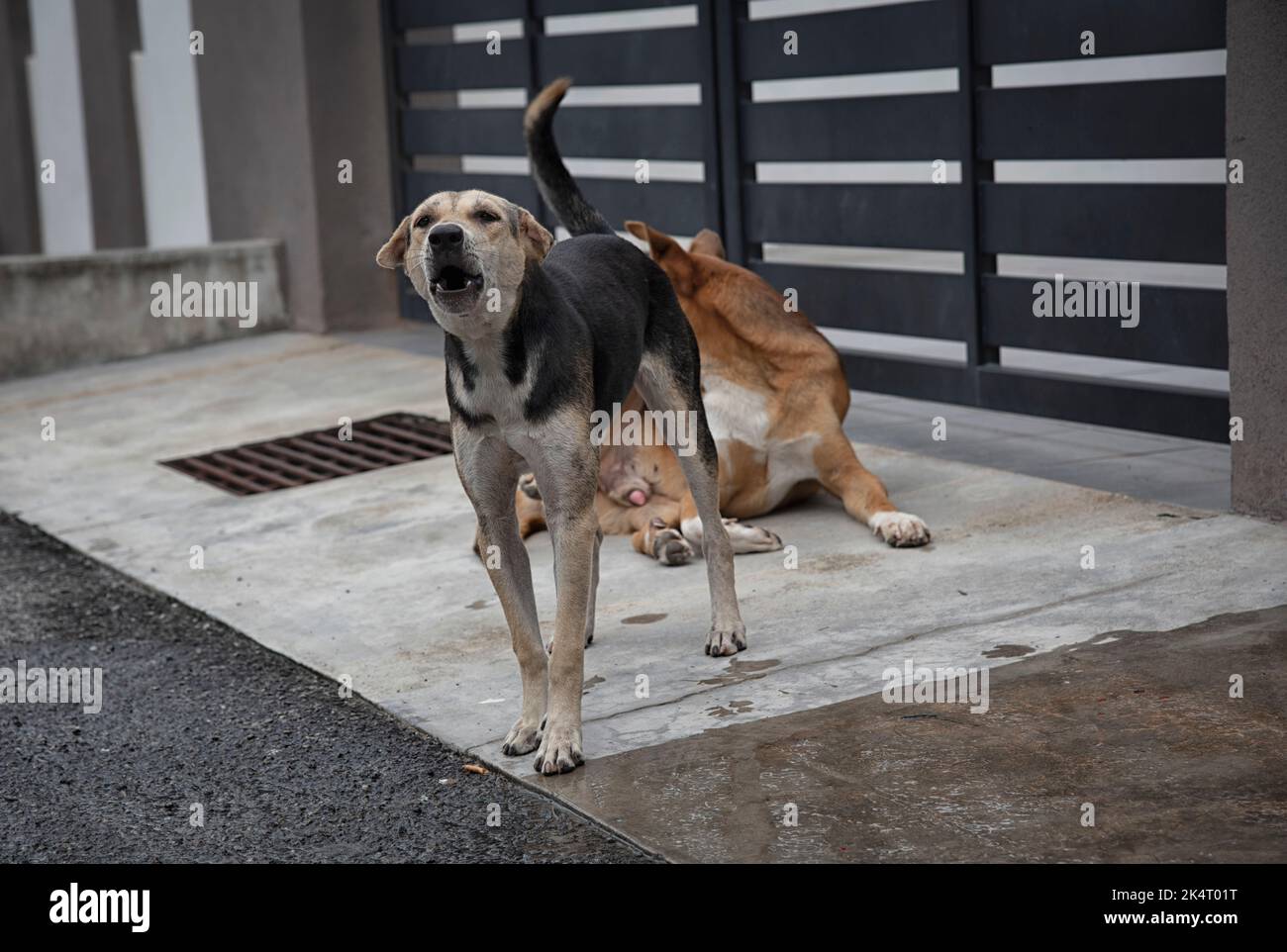 everyday activities of stray dogs on the street Stock Photo - Alamy