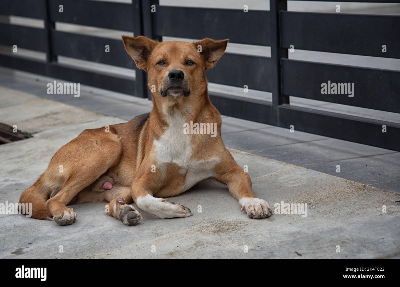 everyday activities of stray dogs on the street Stock Photo - Alamy
