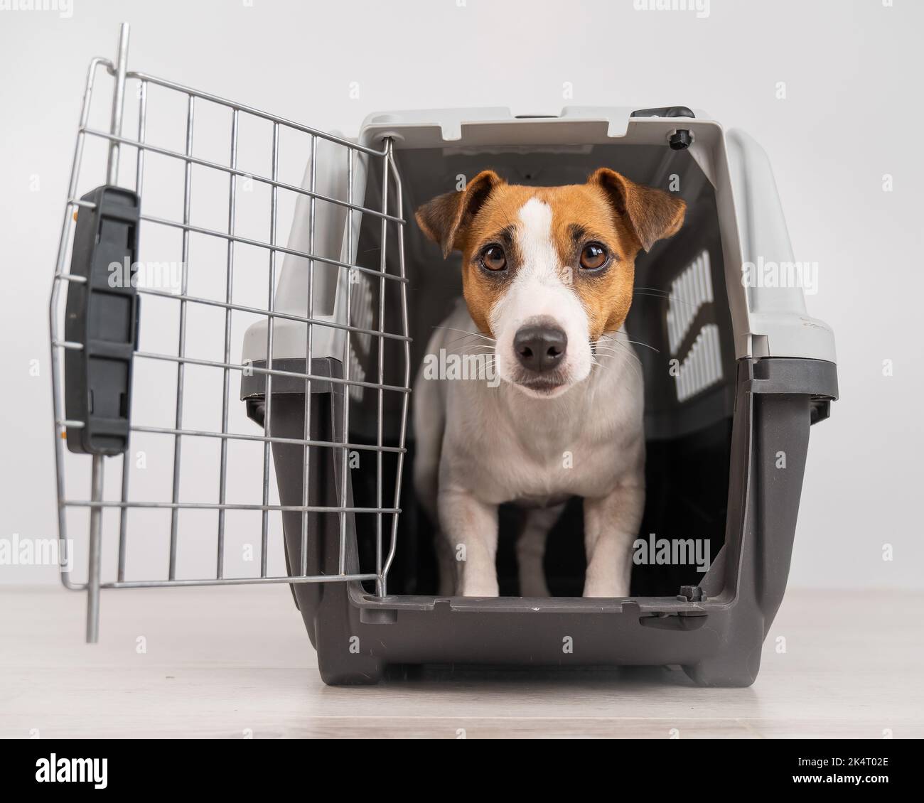 Jack Russell Terrier dog inside a travel box with open door Stock Photo ...