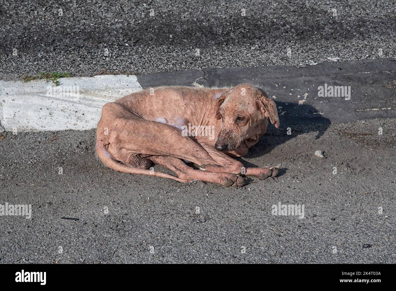 everyday activities of stray dogs on the street Stock Photo - Alamy