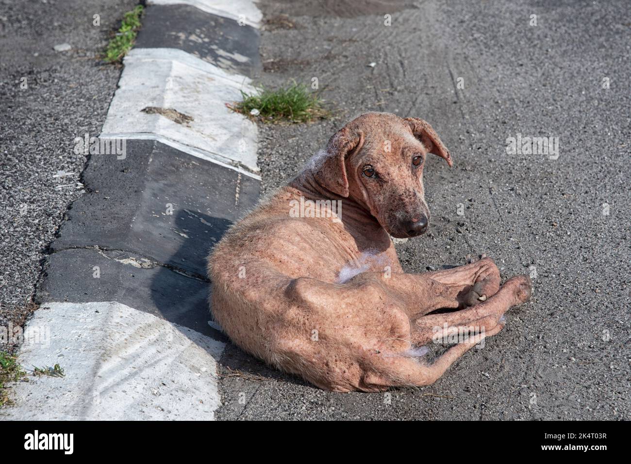 everyday activities of stray dogs on the street Stock Photo - Alamy