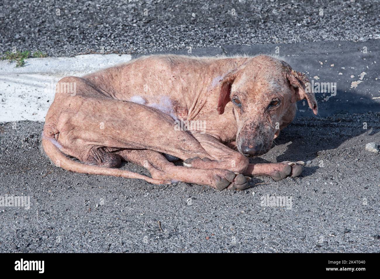 Many street dogs homeless hi-res stock photography and images - Alamy
