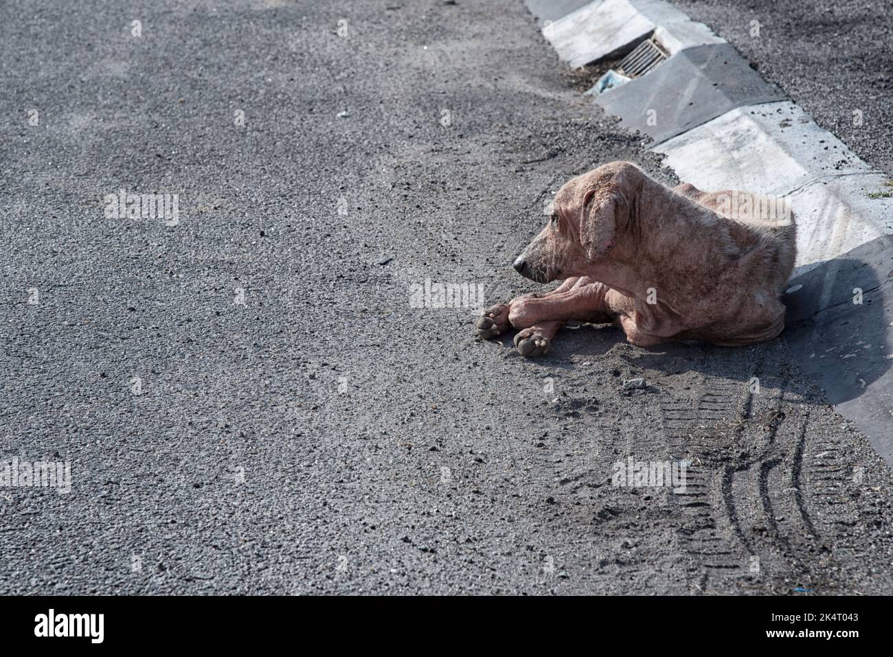 everyday activities of stray dogs on the street Stock Photo - Alamy