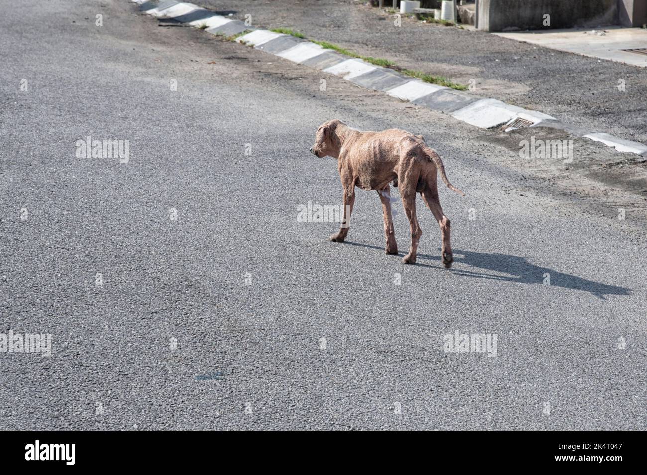 everyday activities of stray dogs on the street Stock Photo - Alamy