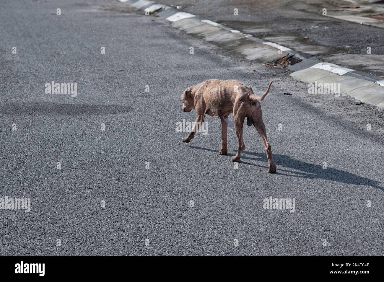 everyday activities of stray dogs on the street Stock Photo - Alamy