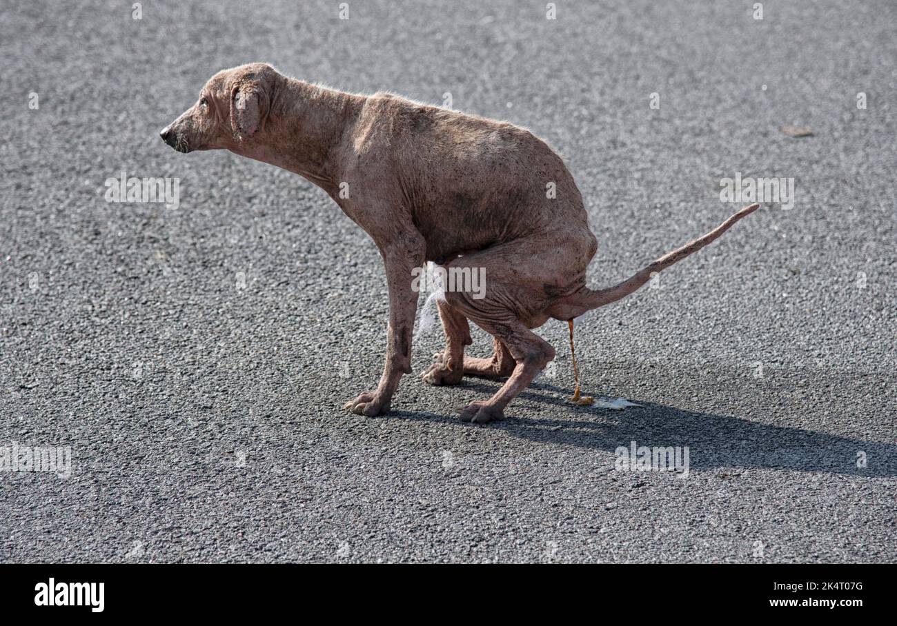 everyday activities of stray dogs on the street Stock Photo - Alamy