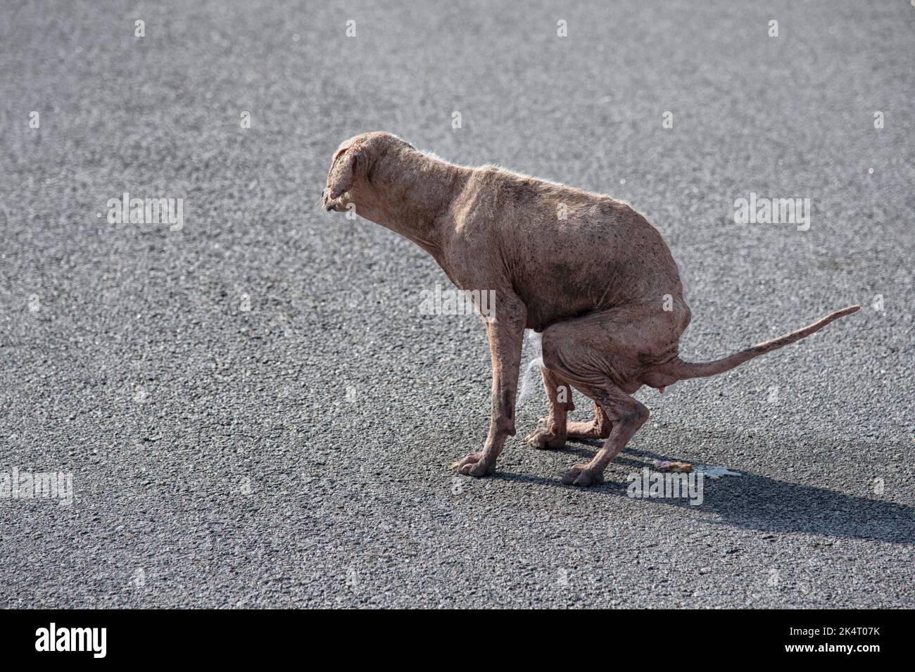 everyday activities of stray dogs on the street Stock Photo - Alamy