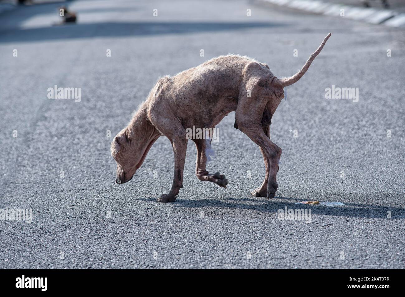 everyday activities of stray dogs on the street Stock Photo - Alamy