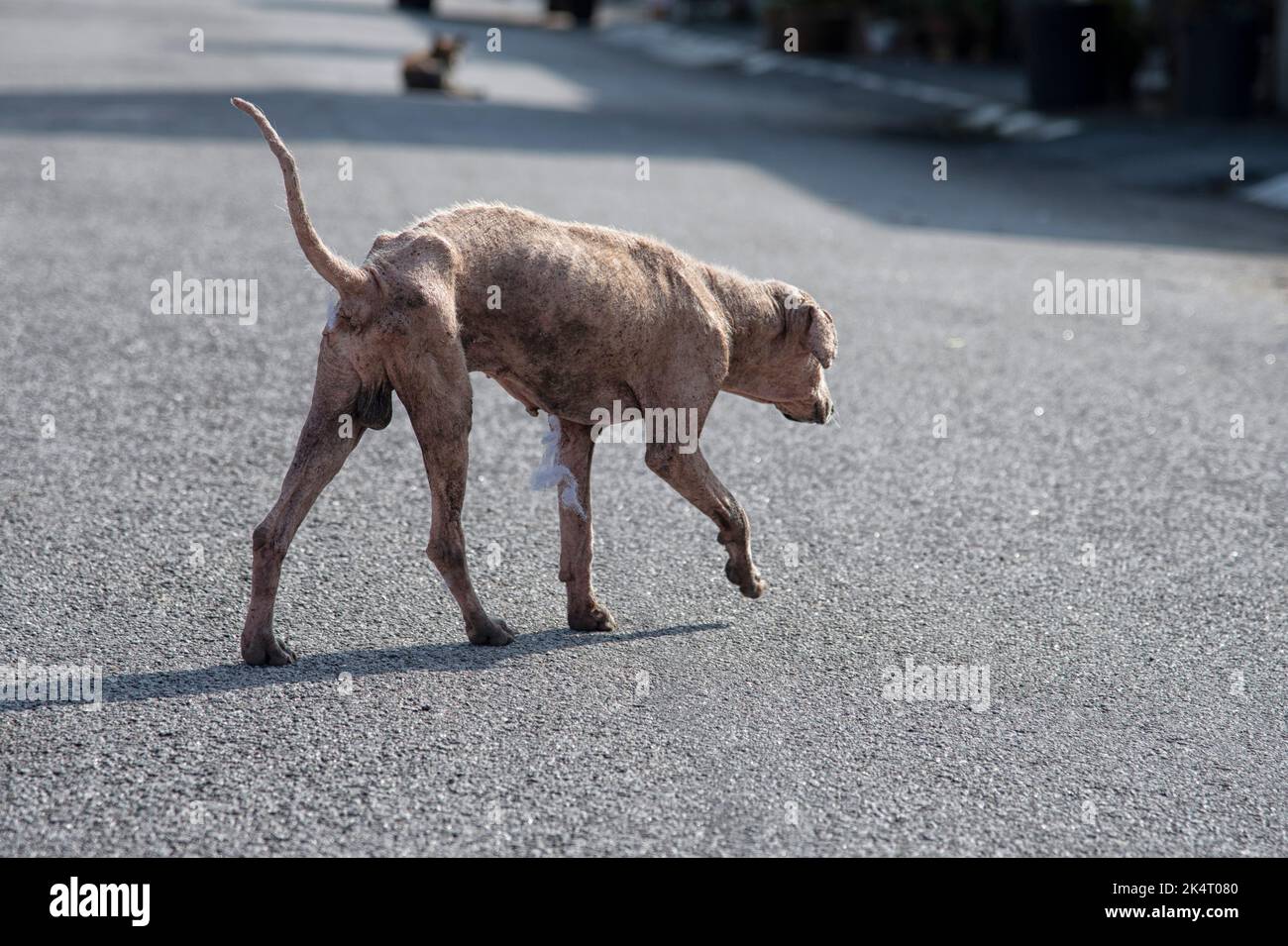 everyday activities of stray dogs on the street Stock Photo - Alamy
