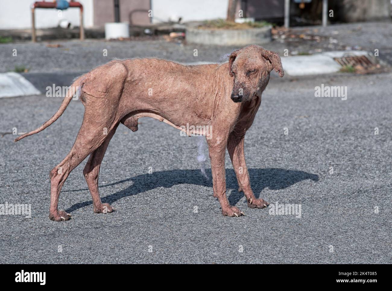 everyday activities of stray dogs on the street Stock Photo - Alamy