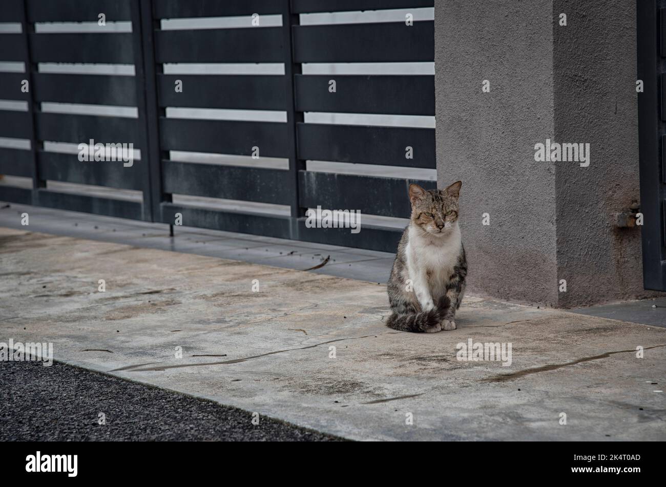 outdoor activity of stray cats Stock Photo - Alamy