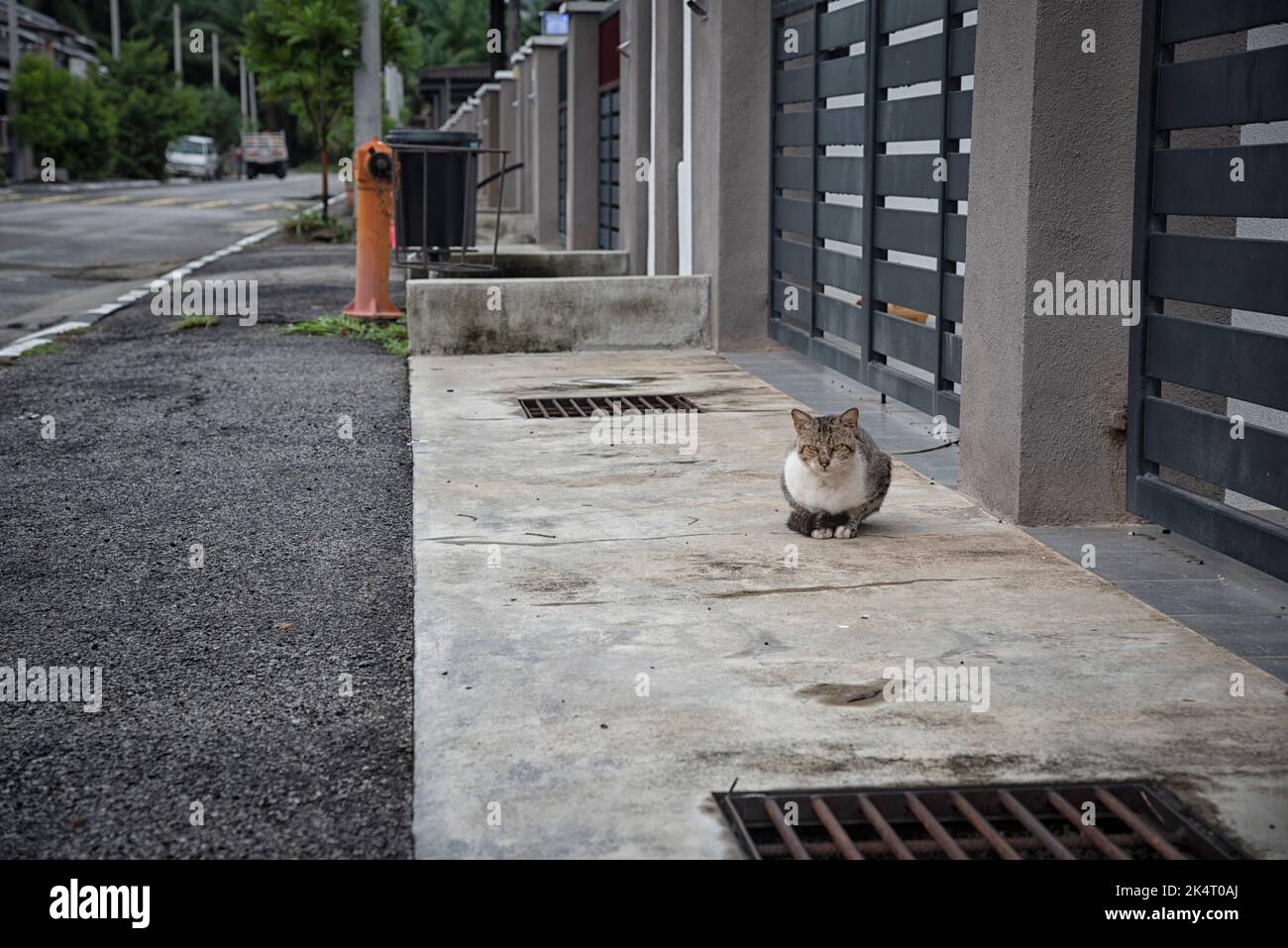 outdoor activity of stray cats Stock Photo - Alamy