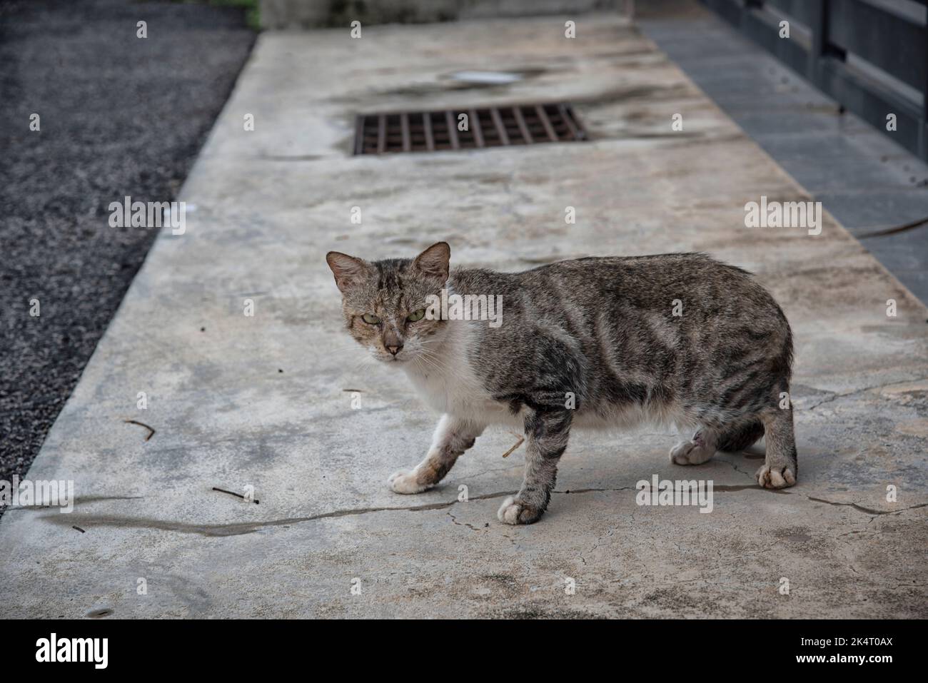 outdoor activity of stray cats Stock Photo - Alamy