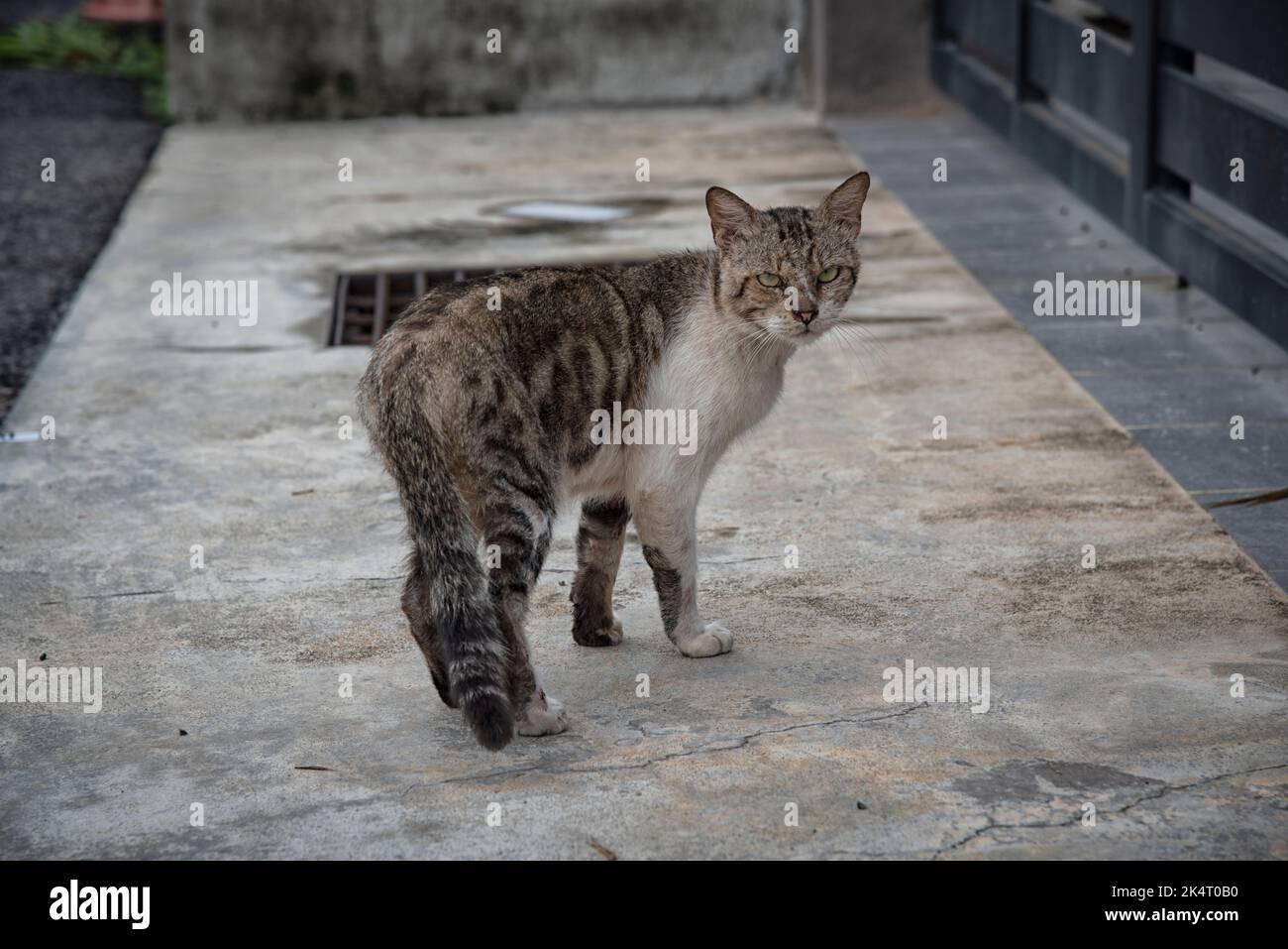 outdoor activity of stray cats Stock Photo - Alamy