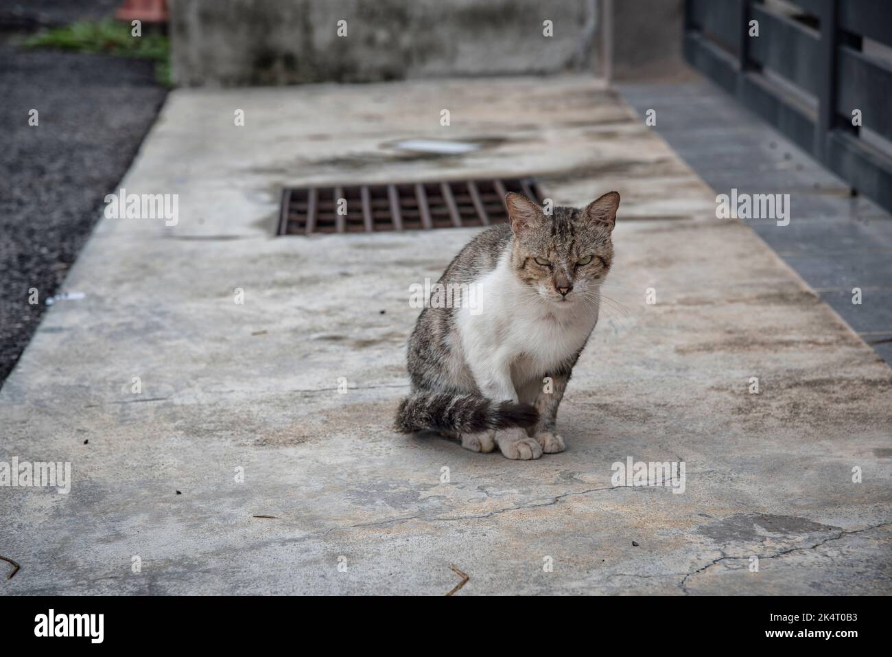 outdoor activity of stray cats Stock Photo - Alamy