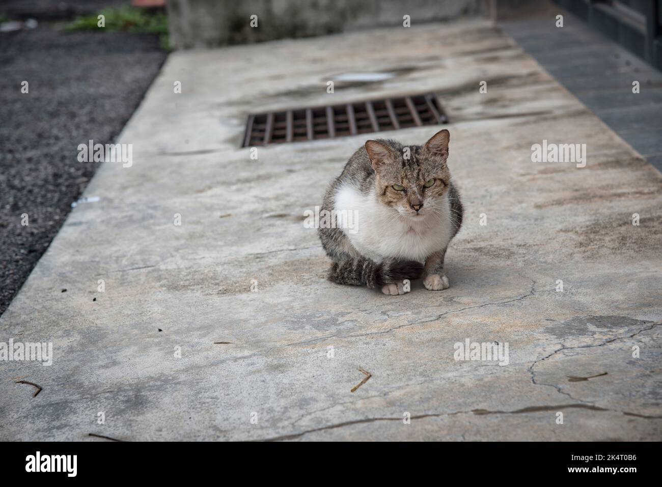 outdoor activity of stray cats Stock Photo - Alamy