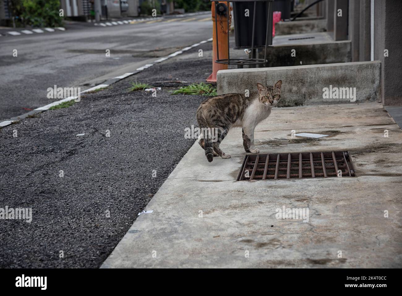 outdoor activity of stray cats Stock Photo - Alamy
