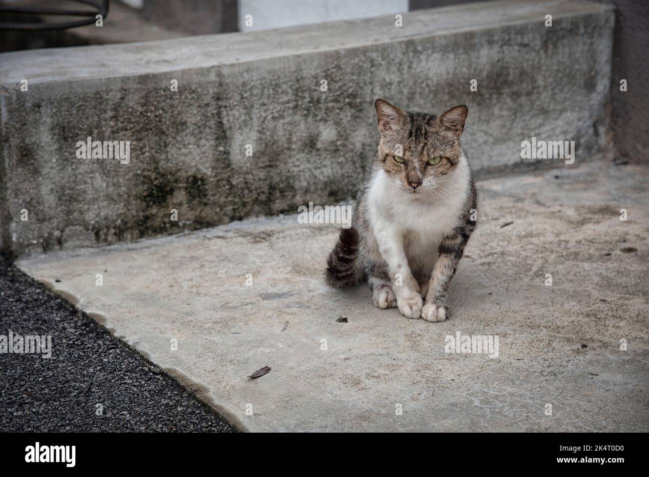 outdoor activity of stray cats Stock Photo - Alamy