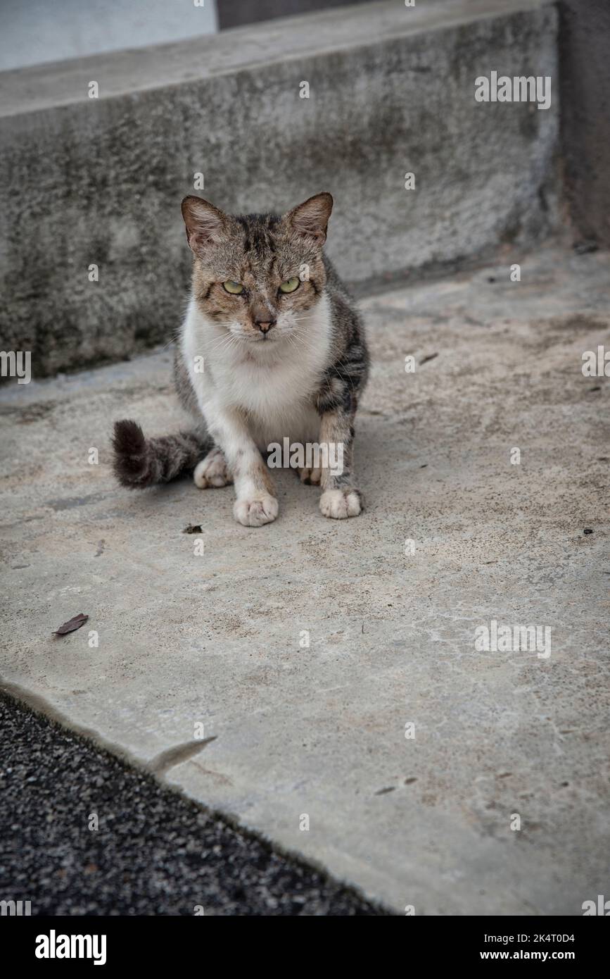 outdoor activity of stray cats Stock Photo - Alamy