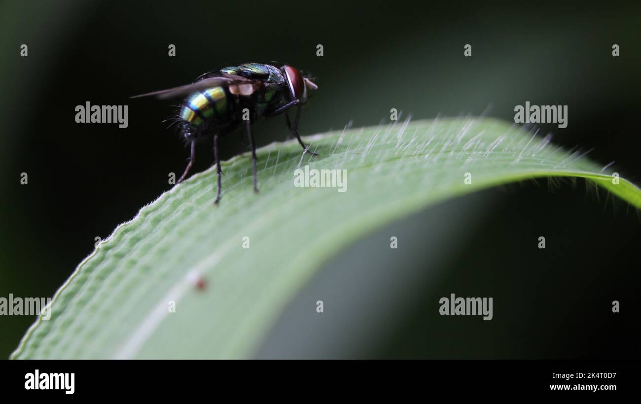 Close-up of a Blue Bottle Fly (Calliphora vomitoria) perching on a ...