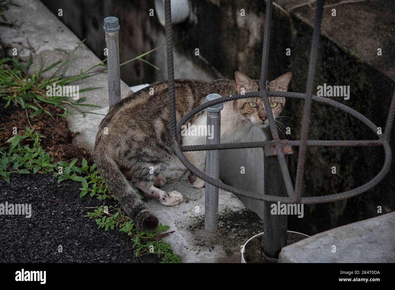 outdoor activity of stray cats Stock Photo - Alamy
