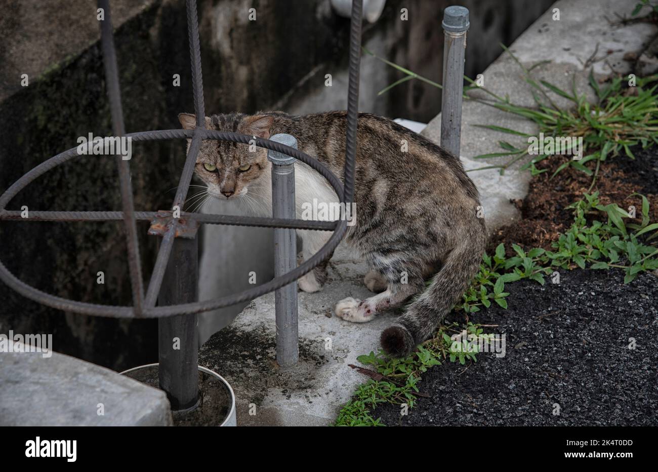 outdoor activity of stray cats Stock Photo - Alamy