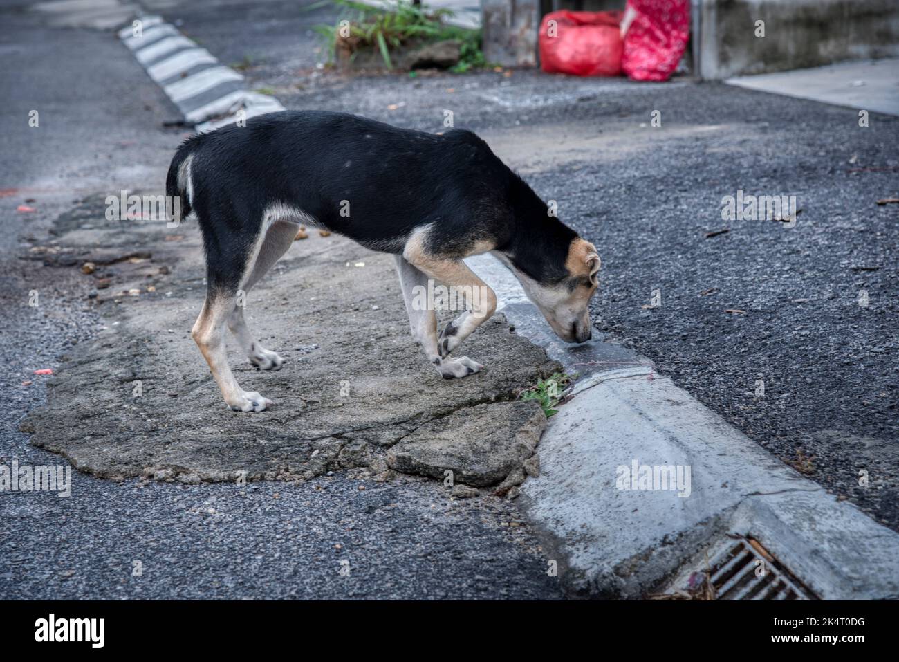 outdoor activity of stray cats Stock Photo - Alamy