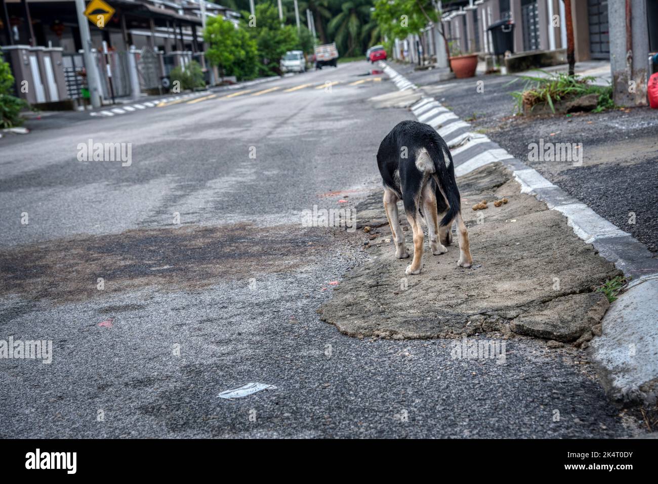 outdoor activity of stray cats Stock Photo - Alamy