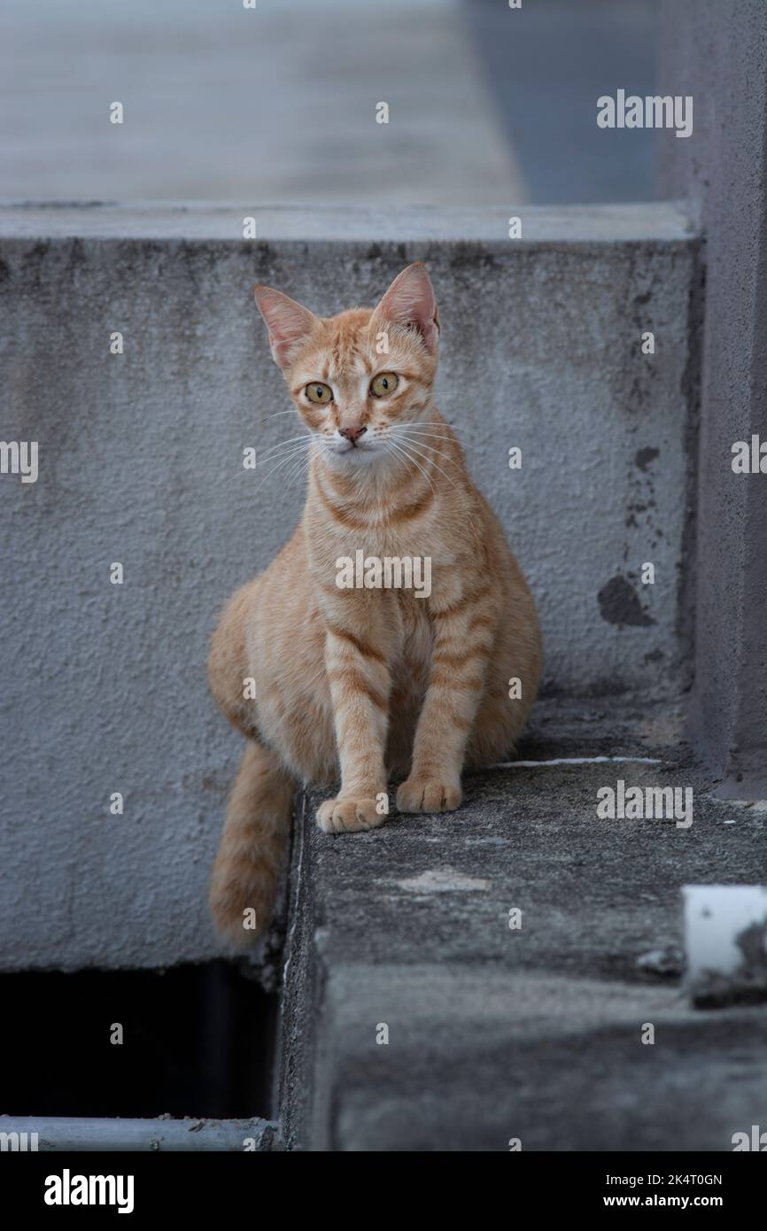 outdoor activity of stray cats Stock Photo - Alamy