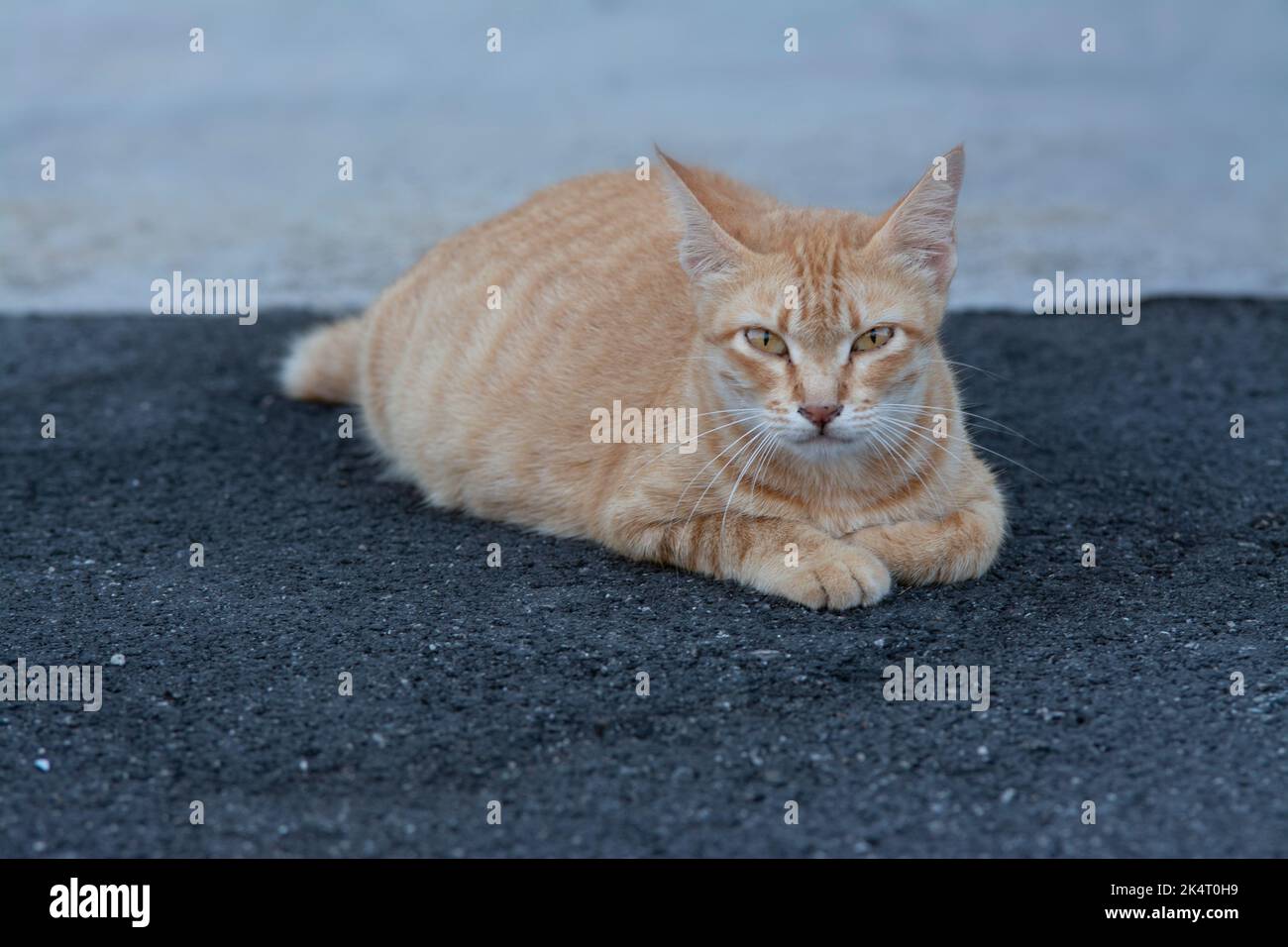 outdoor activity of stray cats Stock Photo - Alamy