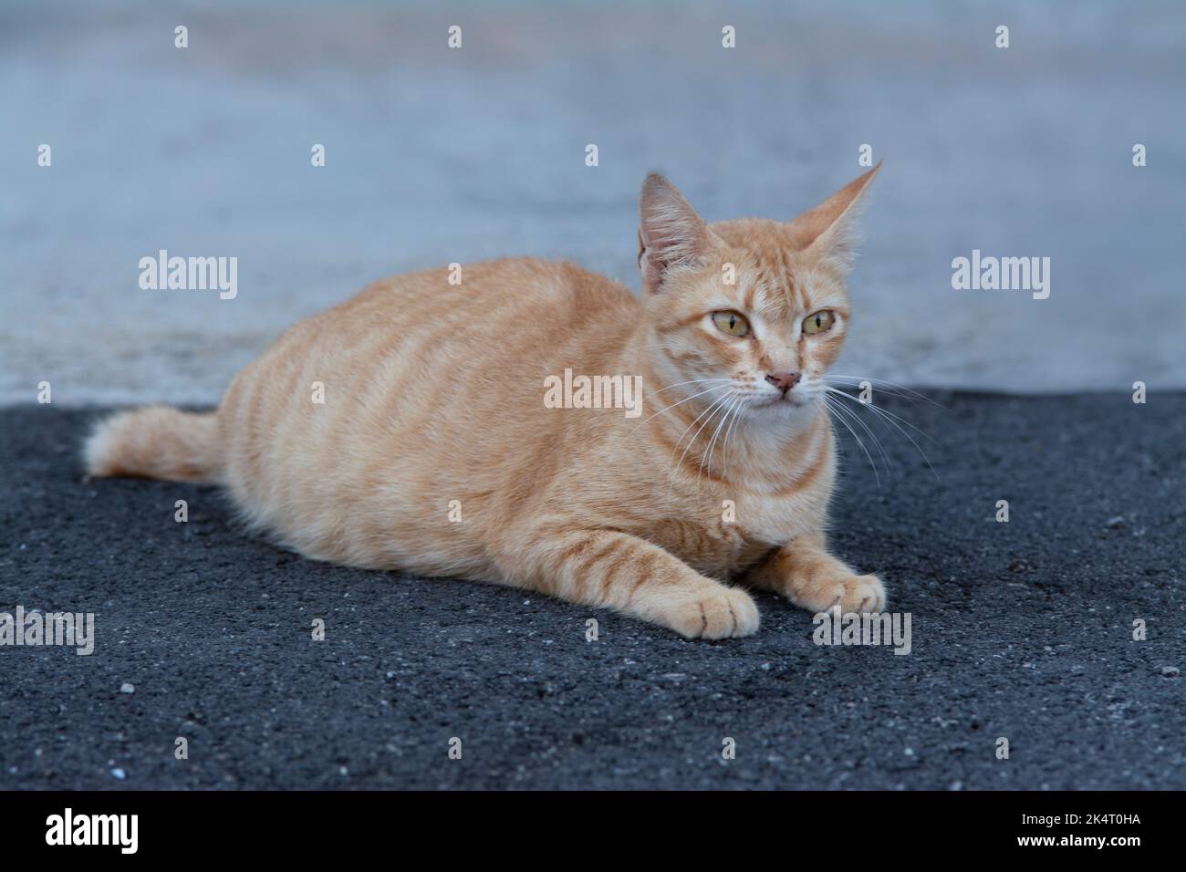 outdoor activity of stray cats Stock Photo - Alamy